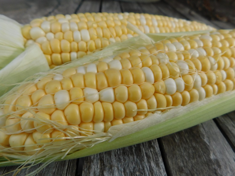 Easy-Street Corn – Boxing Day